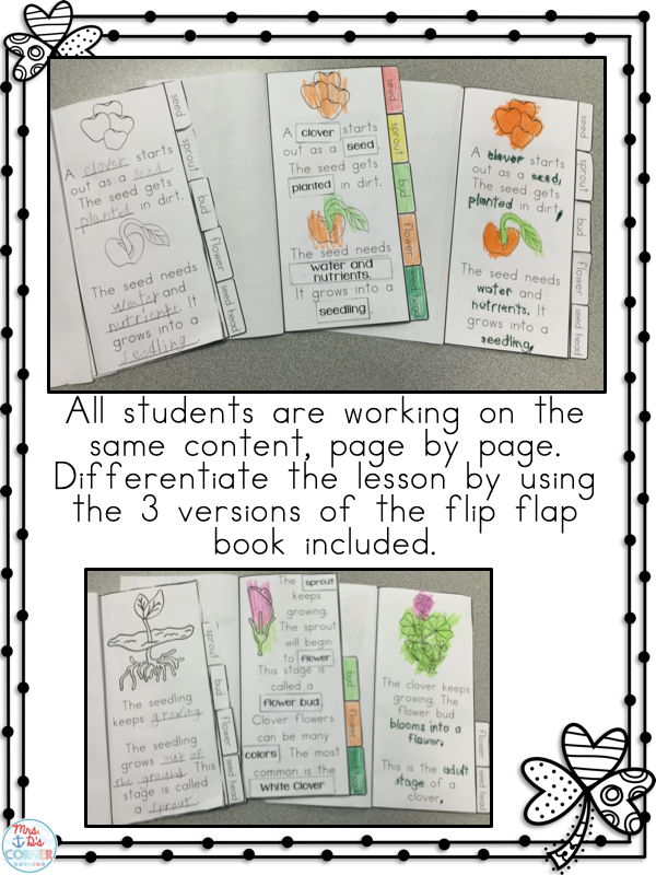 Life Cycle of a Shamrock Flip Flap Booklet [Differentiated] – mrsdsshop